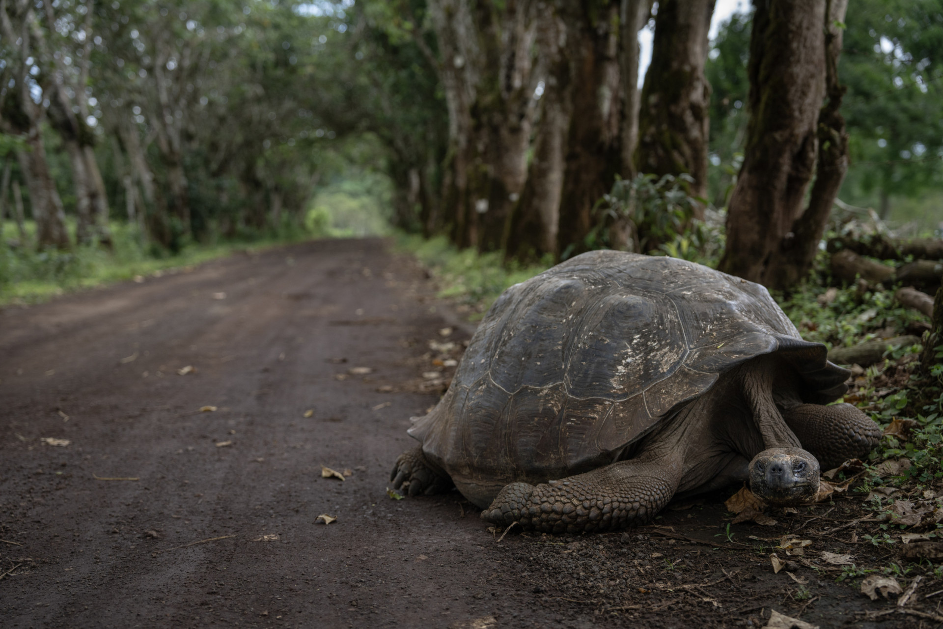 The most amazing animals found only in South America