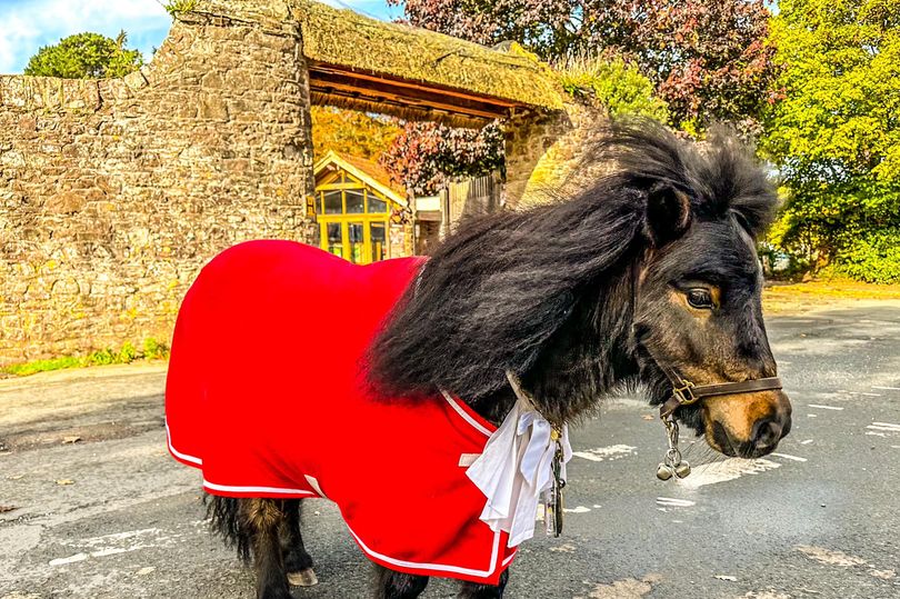 Guinness-drinking pony could be Torbay's unexpected saviour