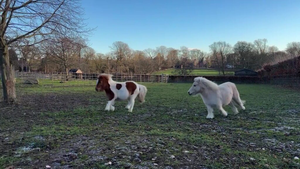 Two Shetland ponies frolicking around a field