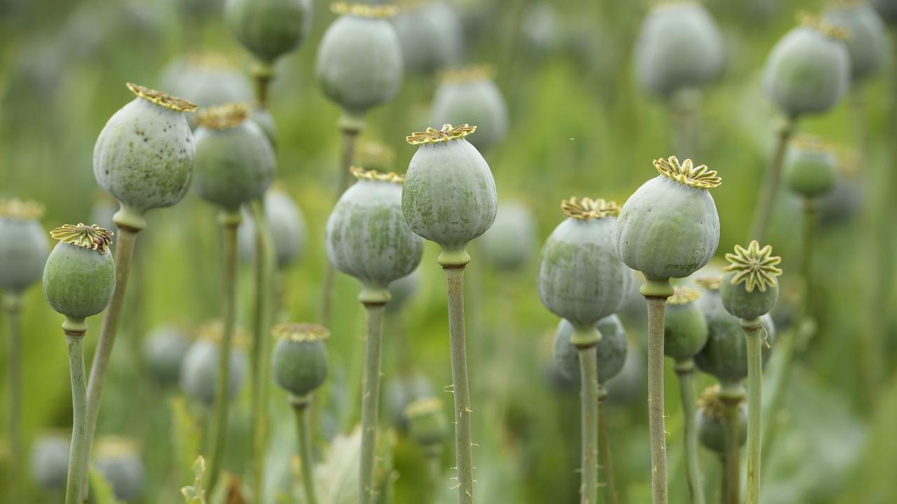 Police probe 'significant' toxic poppy theft