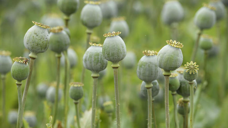 Police probe 'significant' toxic poppy theft