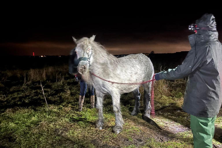 Fire fighters rescue elderly horse from sinking into muddy ditch near ...