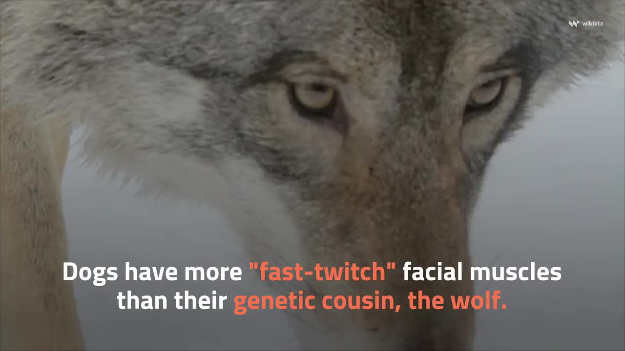 New study says humans are responsible for puppy dog eyes