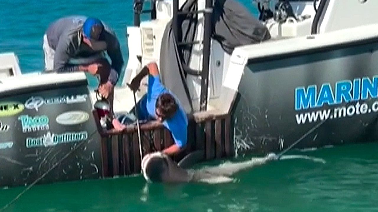 Shark rescued on Florida beach after becoming tangled in fishing gear