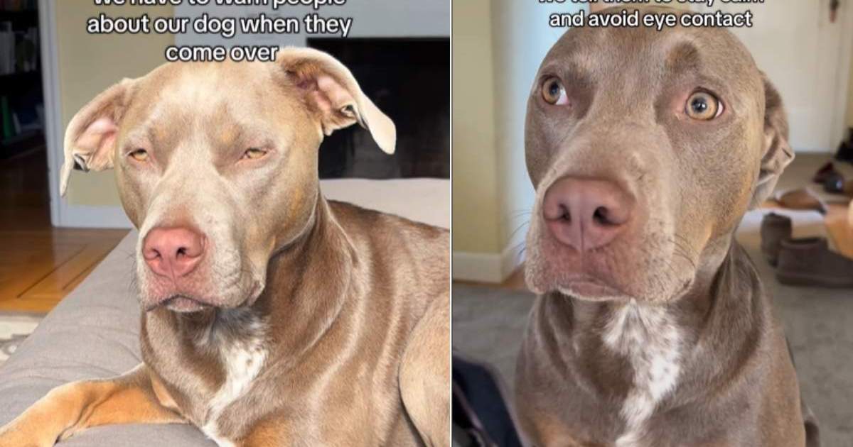 Video proves dog poses threat to personal space when guests come over