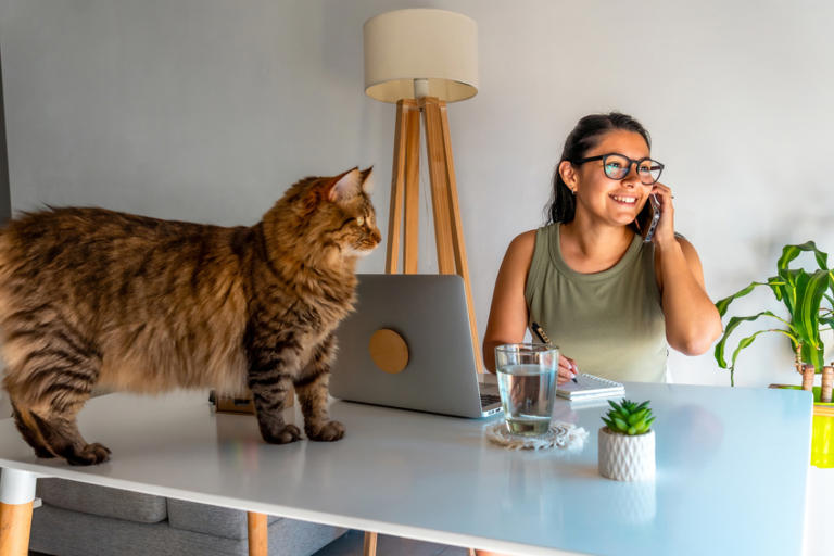 50+ clever and catchy pet sitting business names to consider