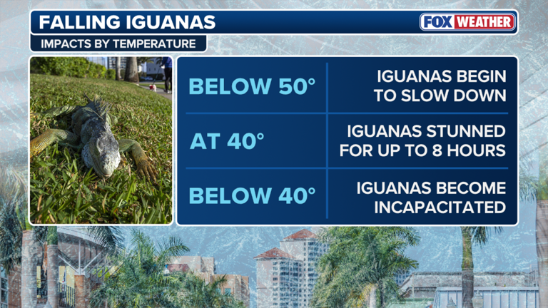How cold does it need to be in Florida for iguanas to fall from trees?