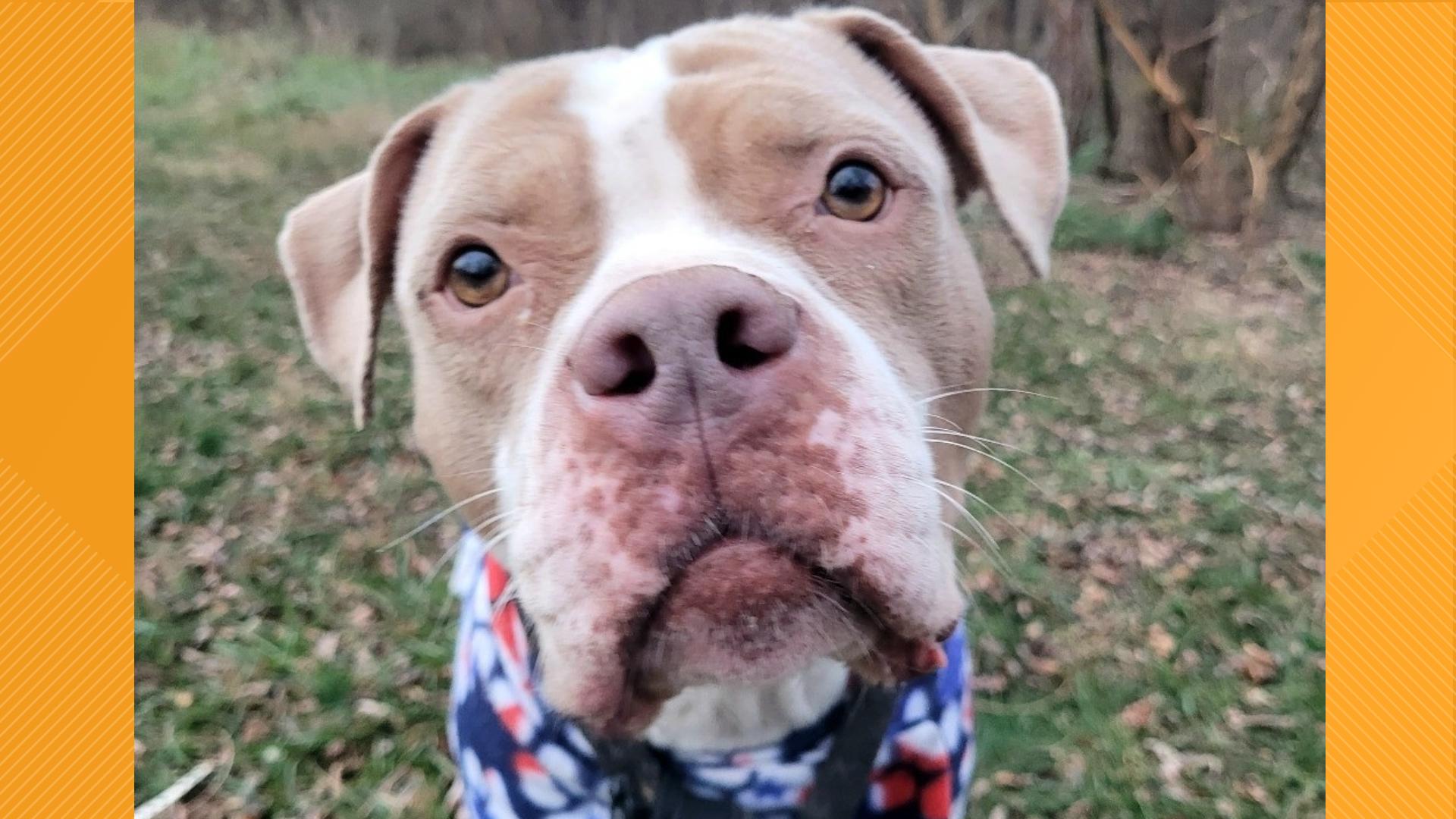 Furry friends: Meet Lady Thor from the York County SPCA