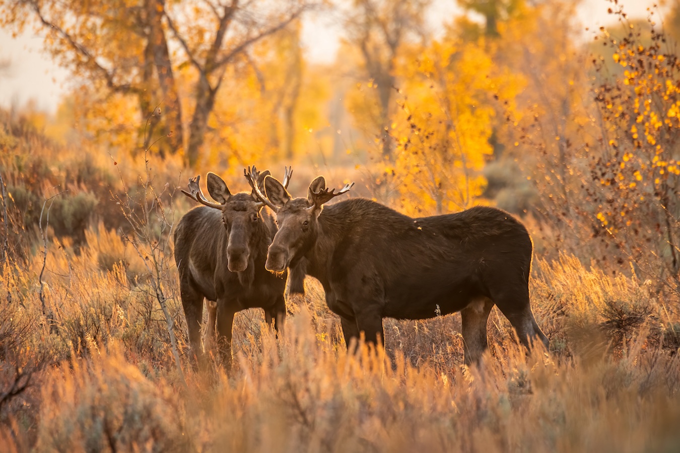 Moose torture case puts Wyoming back in unsavory spotlight