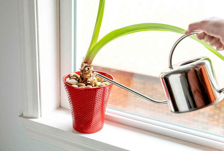 Why your amaryllis didn’t bloom this year—and how to fix it for next winter