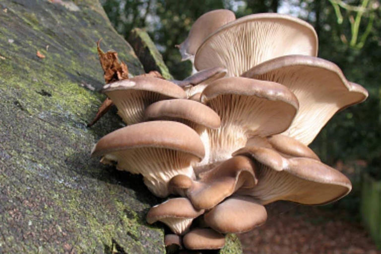 Can you really grow mushrooms at home in 20 days? Here’s how thousands ...