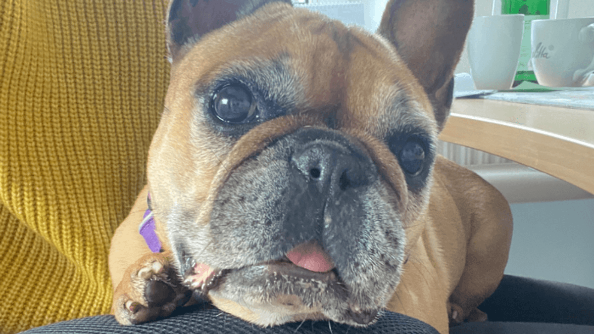 Ohne Menschen geht es nicht: Hündin Lilly sucht Zuhause