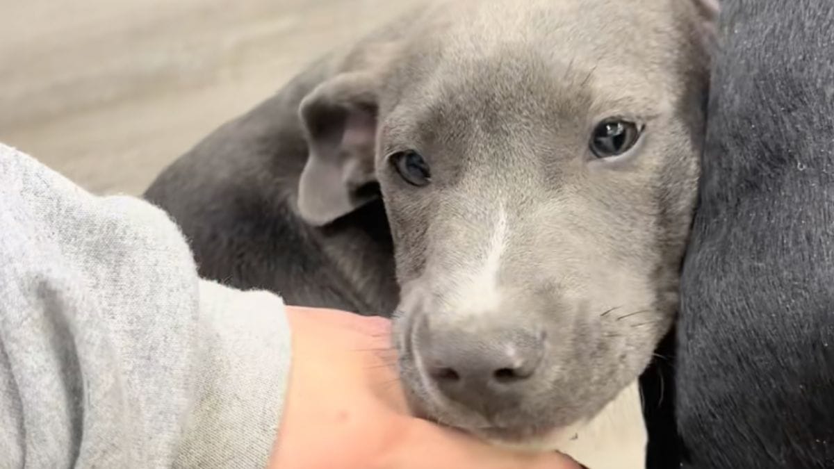 Woman finds abandoned dogs, leaves a note and makes a snap decision (video)