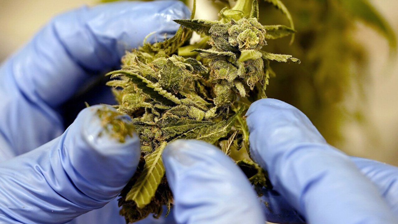 Shocking new research reveals medical marijuana's true effects