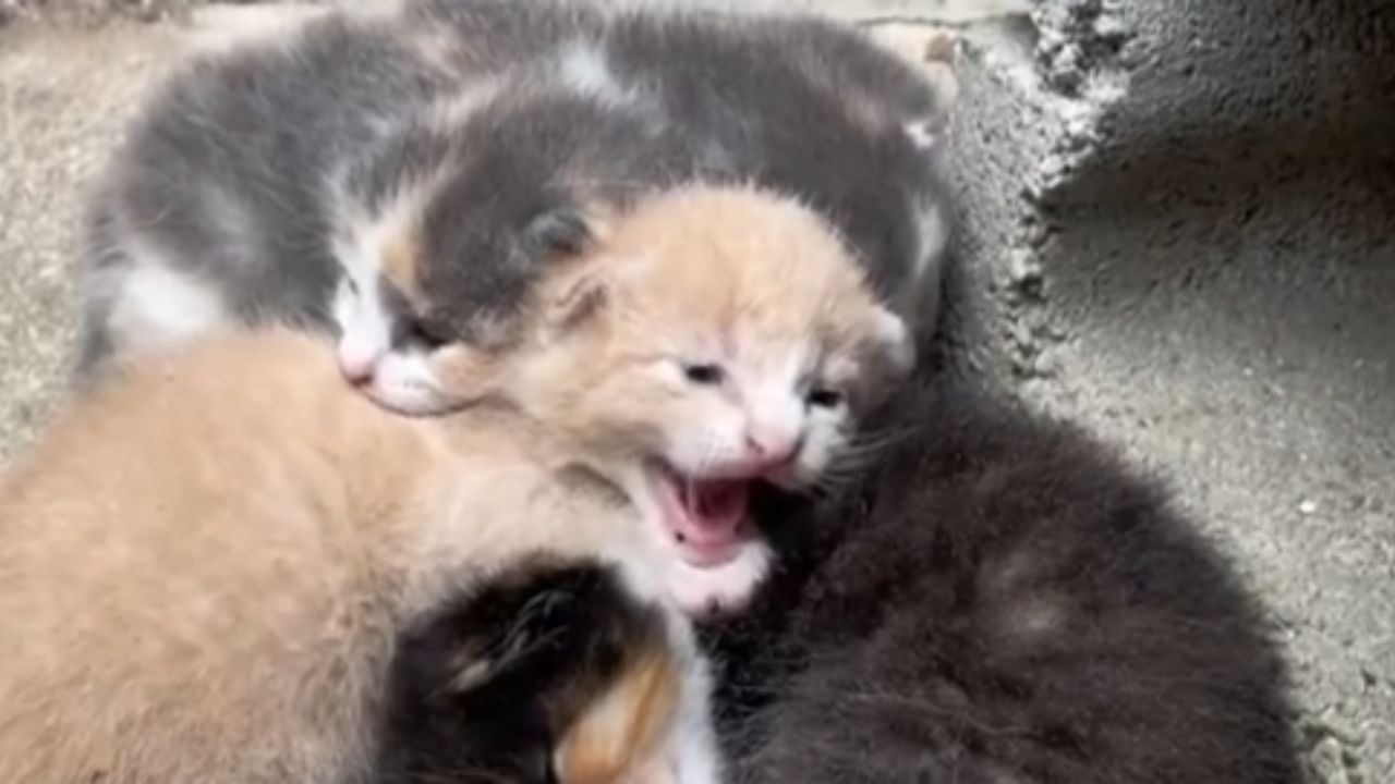 Kindhearted woman 'blacks out' and ends up with an adorable cat family ...