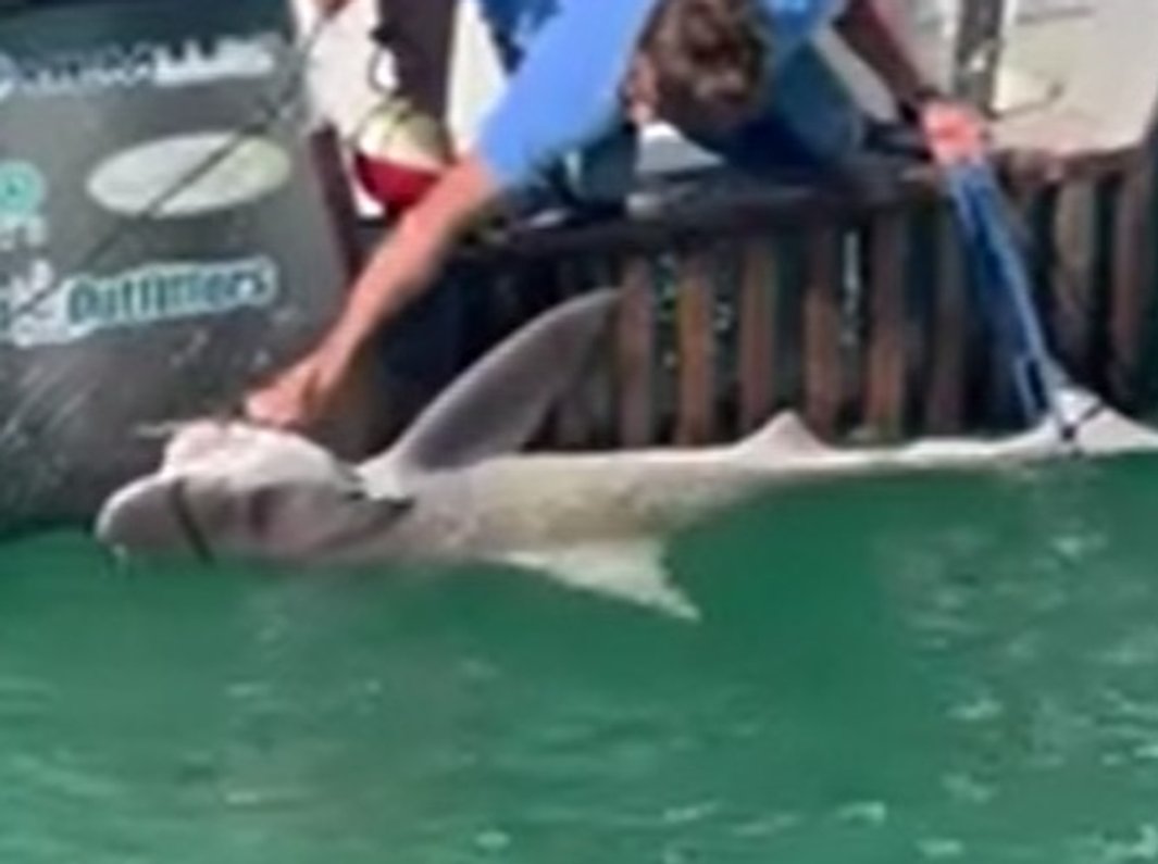 Bitey operation: Two-meter shark freed from crab trap