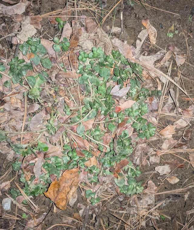 Homeowner distraught over HOA's destructive act: 'I'm crying internally'