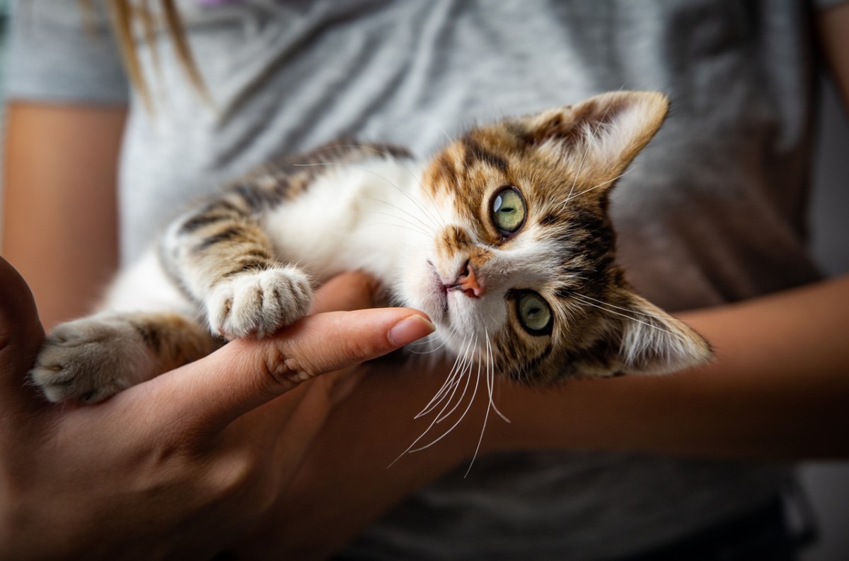 5 best cat breeds for pets – vet-approved picks