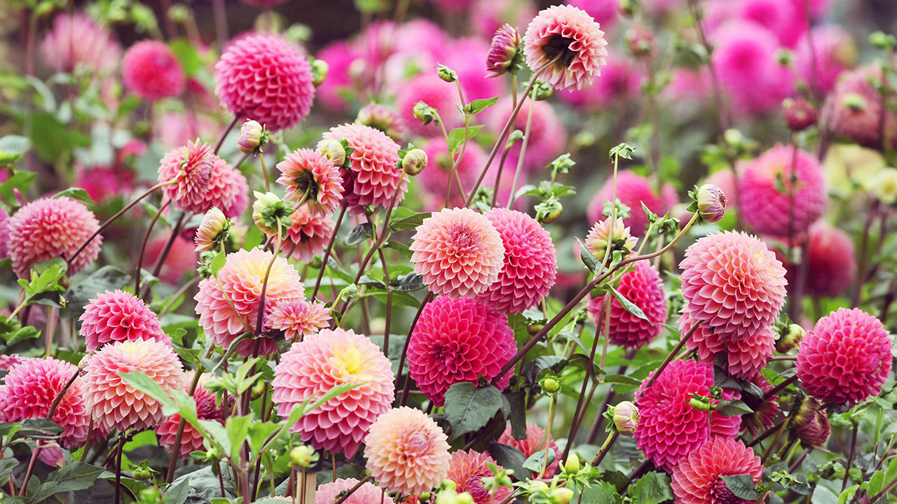 9 perennials that have big blooms in their first year