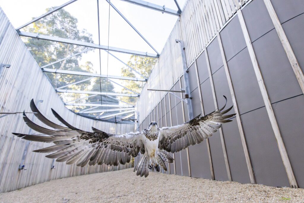 Impressive scenes as osprey swoops gracefully after stint in raptor rehab