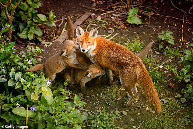 Pest expert reveals how to keep foxes out of your garden for good as ...