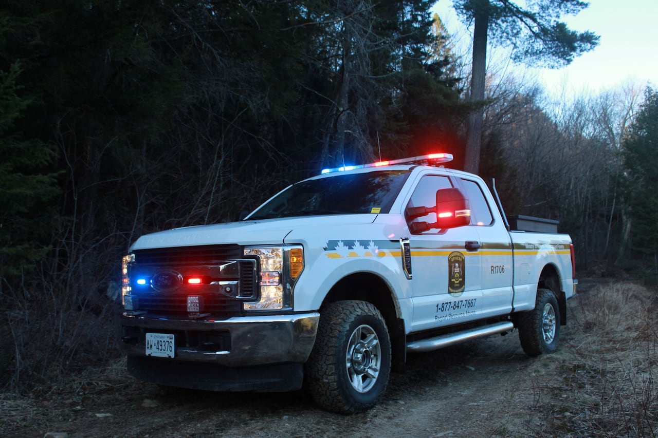 Ministry of Natural Resources investigates deer shot dead by arrow in ...