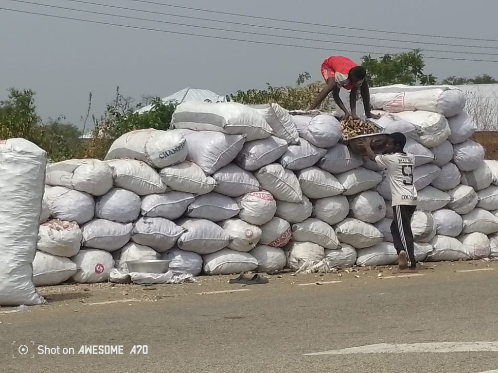 Farmers in Oti Region struggle as dried cassava chips pile up, buyers ...