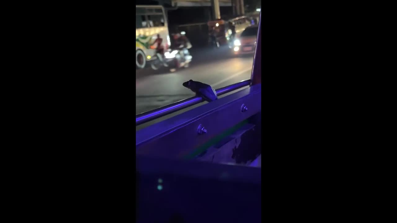 Frog enjoys the ride on a moving minibus in Bacoor, Cavite, Philippines