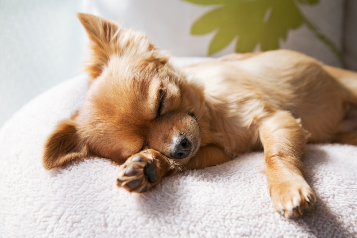 8 signs your dog isn’t sleeping enough, via a vet