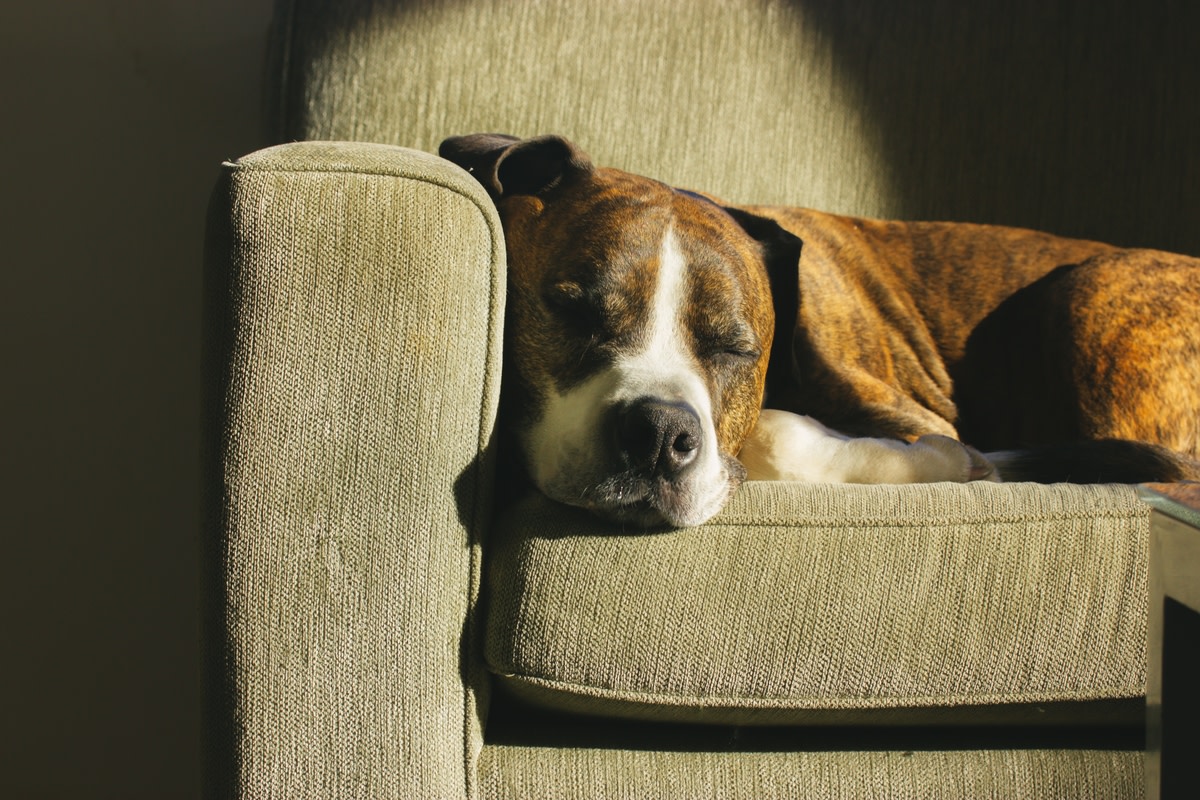 Neighbor’s boxer learns the doggie door and makes herself right at home