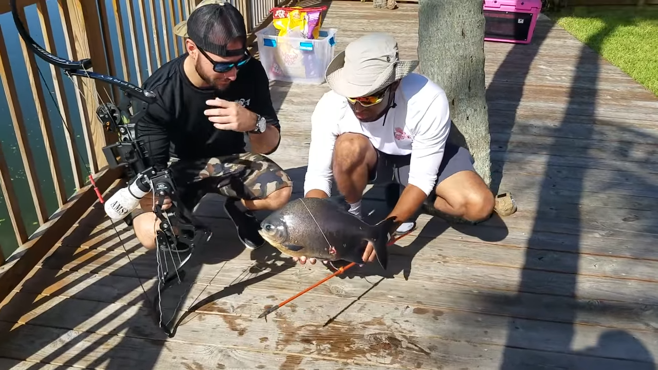 This is why these fish don't belong here – giant piranha caught
