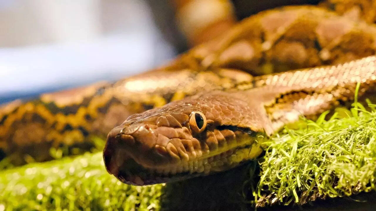 Snakes that can survive in extreme environments; check out the list