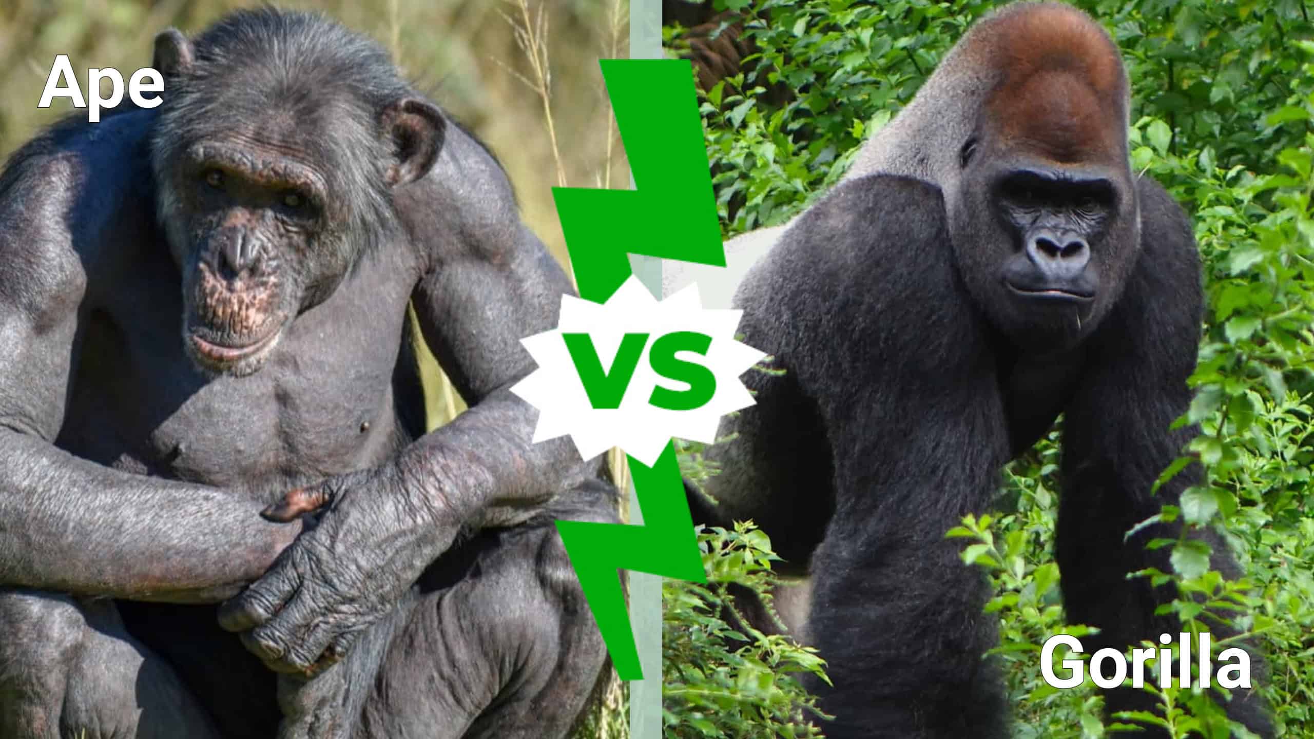 The Key Differences Between Apes and Gorillas
