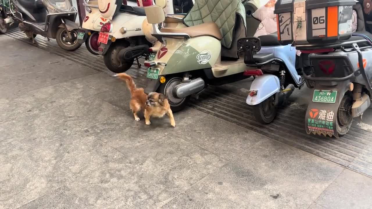 Dog appears to dance while scratching against scooter in Sichuan, China