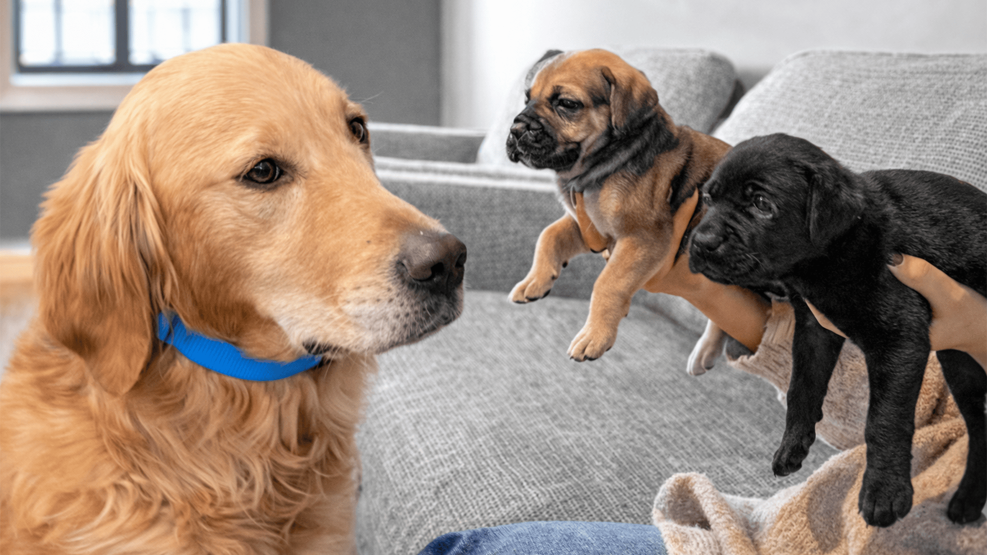 First Month Together Golden Retriever and Rescue Puppies
