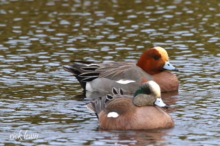 Wigeons winter in Alameda