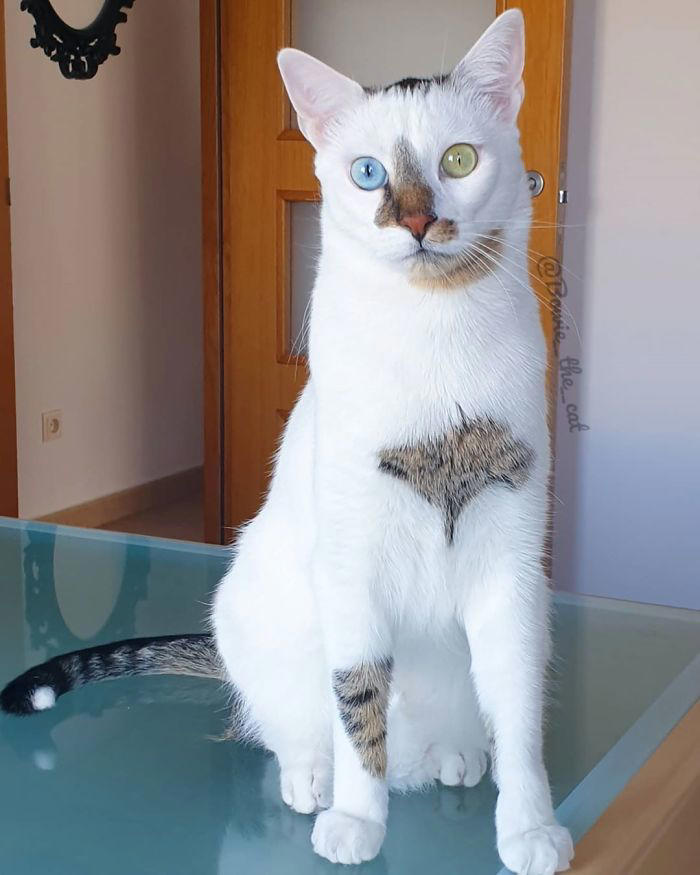 29 heartwarming photos of a cat distinguished by distinct eye colors