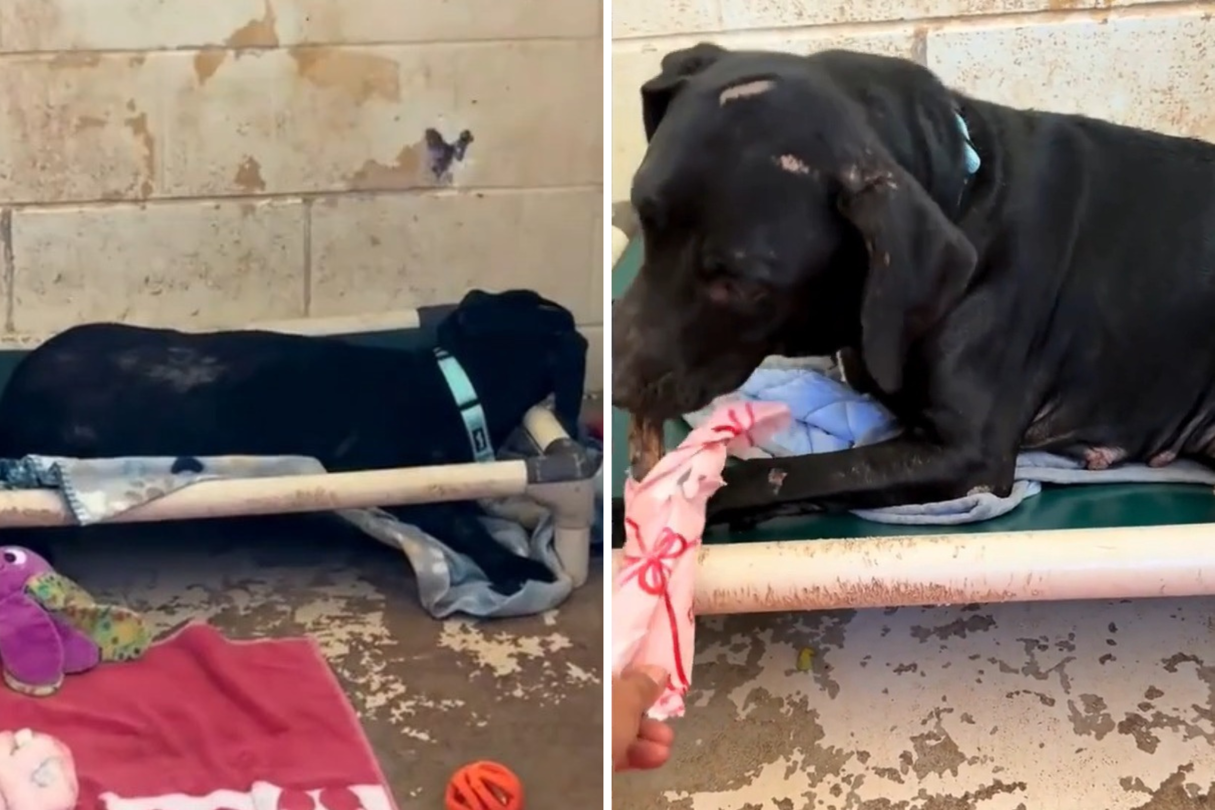 Shelter assumes dog has survived being run over—heartbreaking truth emerges