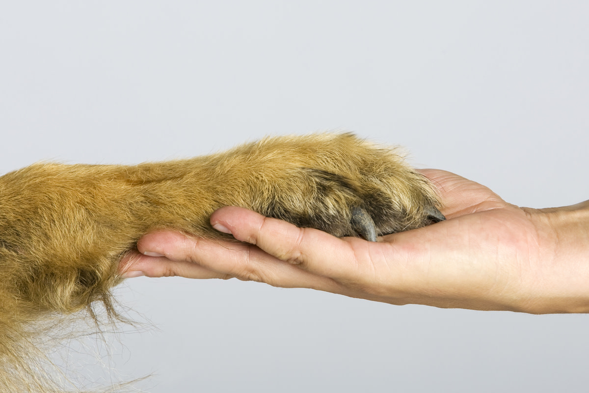 Mohawk-sporting pit bull with rare gene looks like Spike from 'Gremlins'