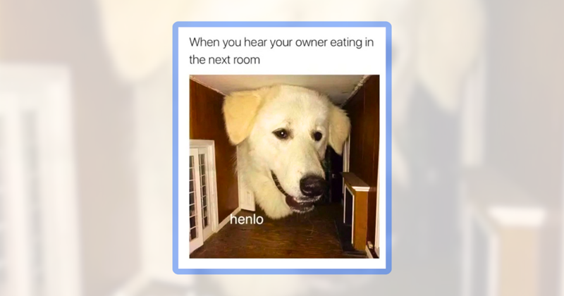 22 playful pup memes for dog lovers who live for goofy good-boy energy