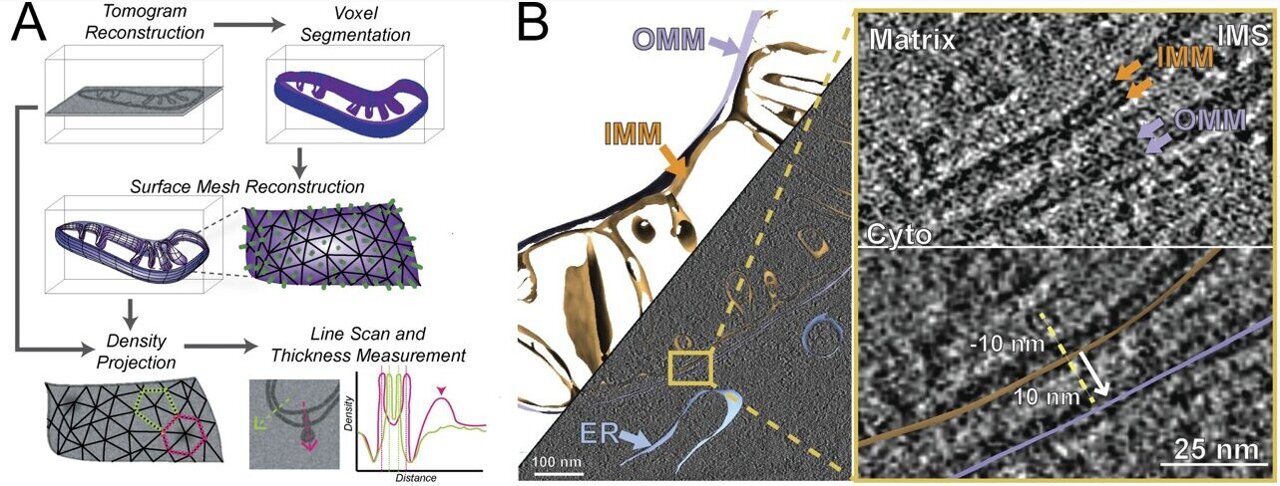 Scientists measure cellular membrane thickness inside cells for the ...