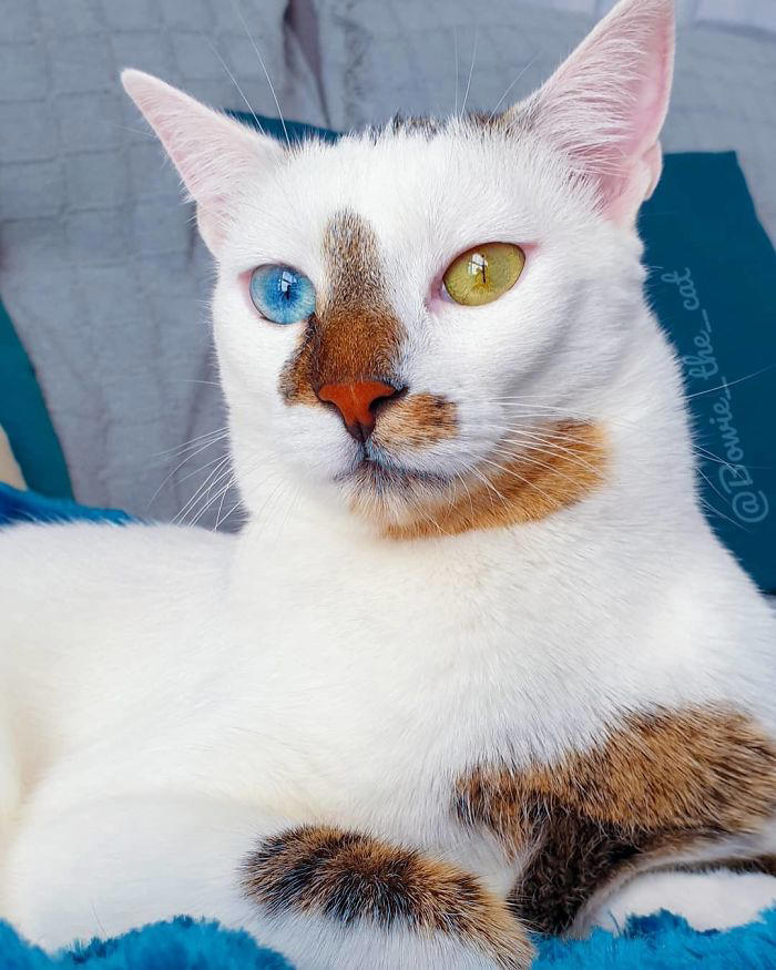 29 heartwarming photos of a cat distinguished by distinct eye colors
