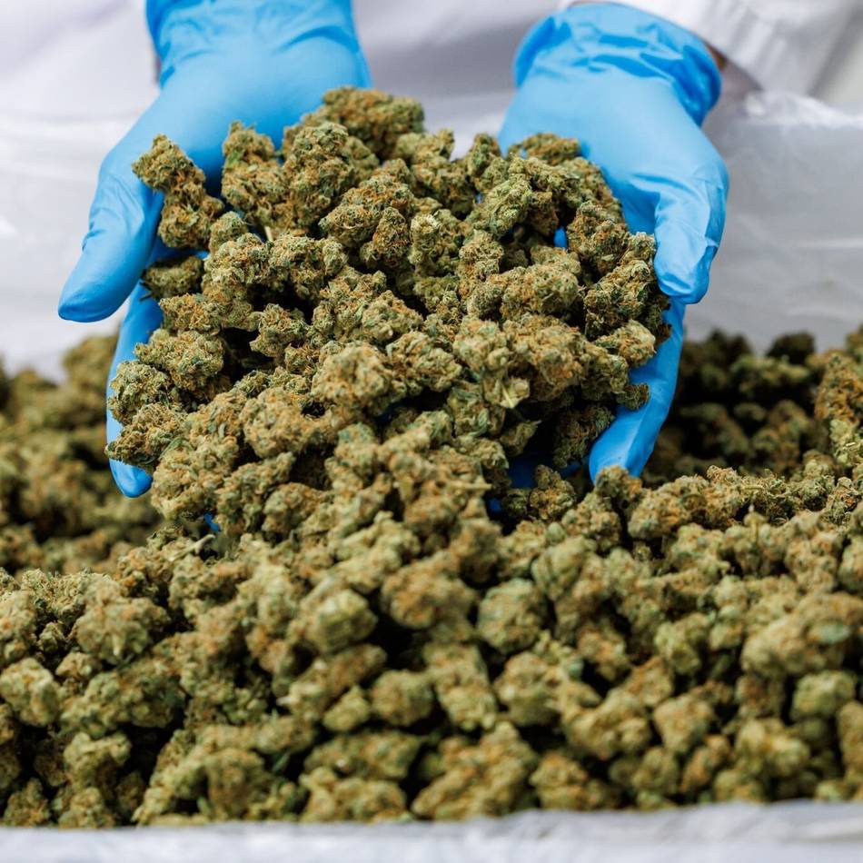 Regierung plant strengere Regeln für medizinisches Cannabis