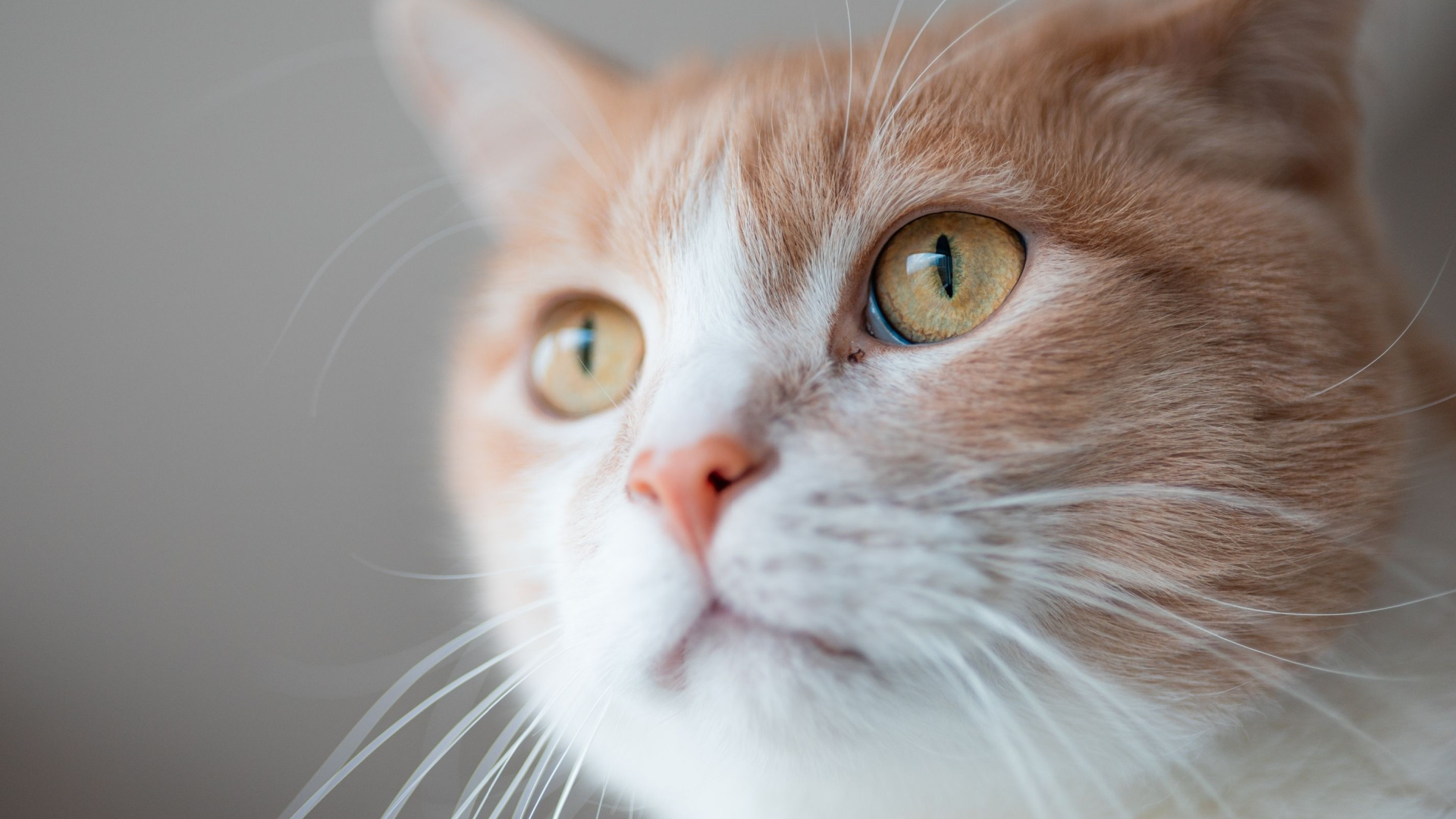 Why cats slow blink at humans and what it signals