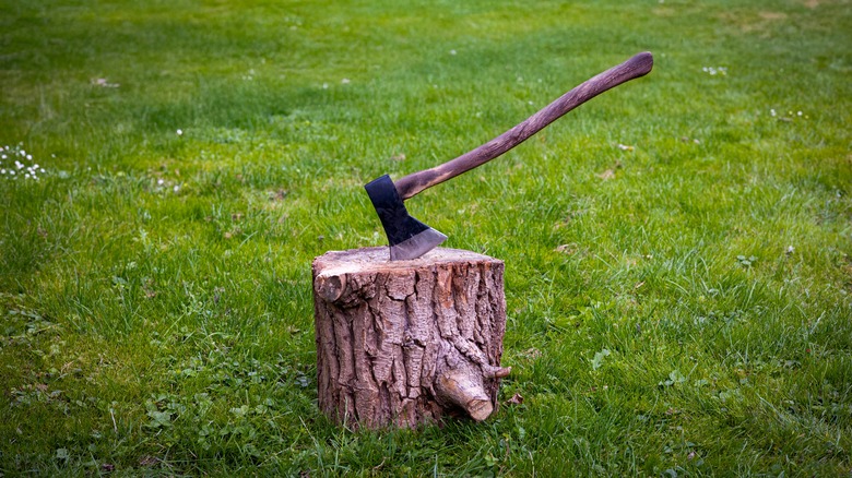 Why you should reconsider burning a tree stump to try and remove it