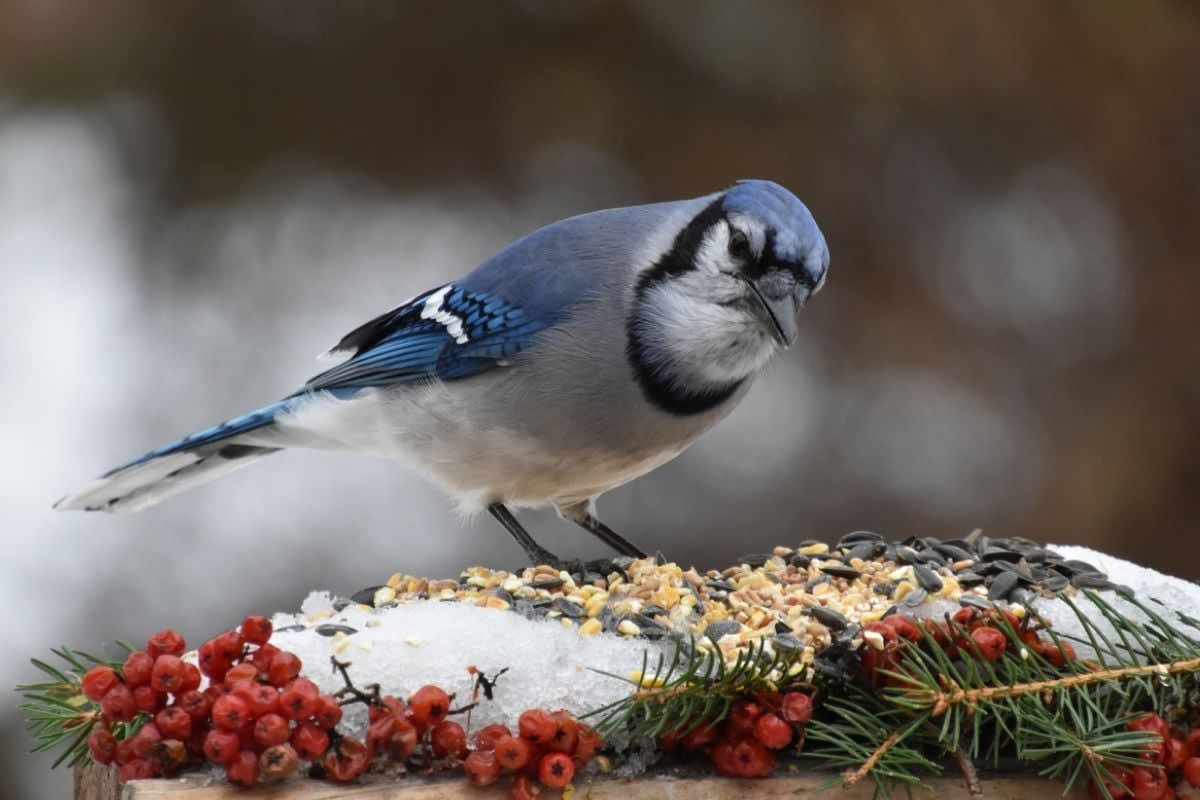 Don't let these little birds freeze: the simple trick to keep them safe ...