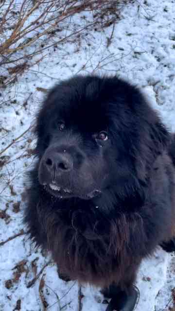 Somebody like you: Adorable Newfie puppy moments in the snow