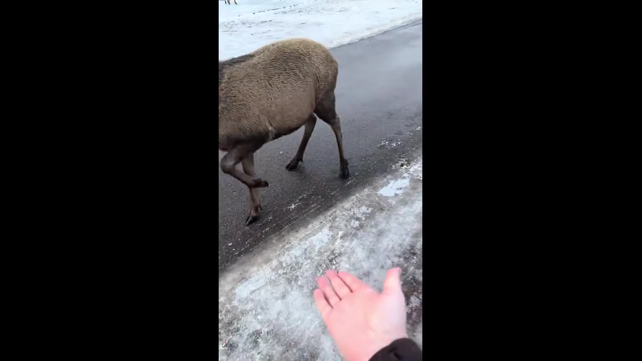 Close encounter with red deer stags on road in Scotland, UK