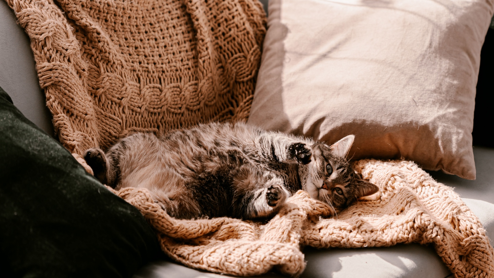 If I could be a cat for a day, here’s what I’d do (and I think you ...