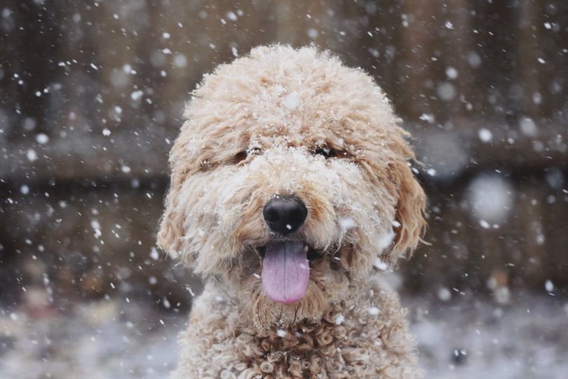 Vet shares signs of hypothermia in dogs and safe walking temperatures